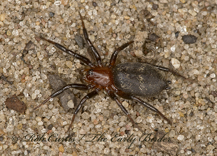 Ground Spiders from 1 Lake Front Drive, Zion, IL 60099, USA on July 19 ...