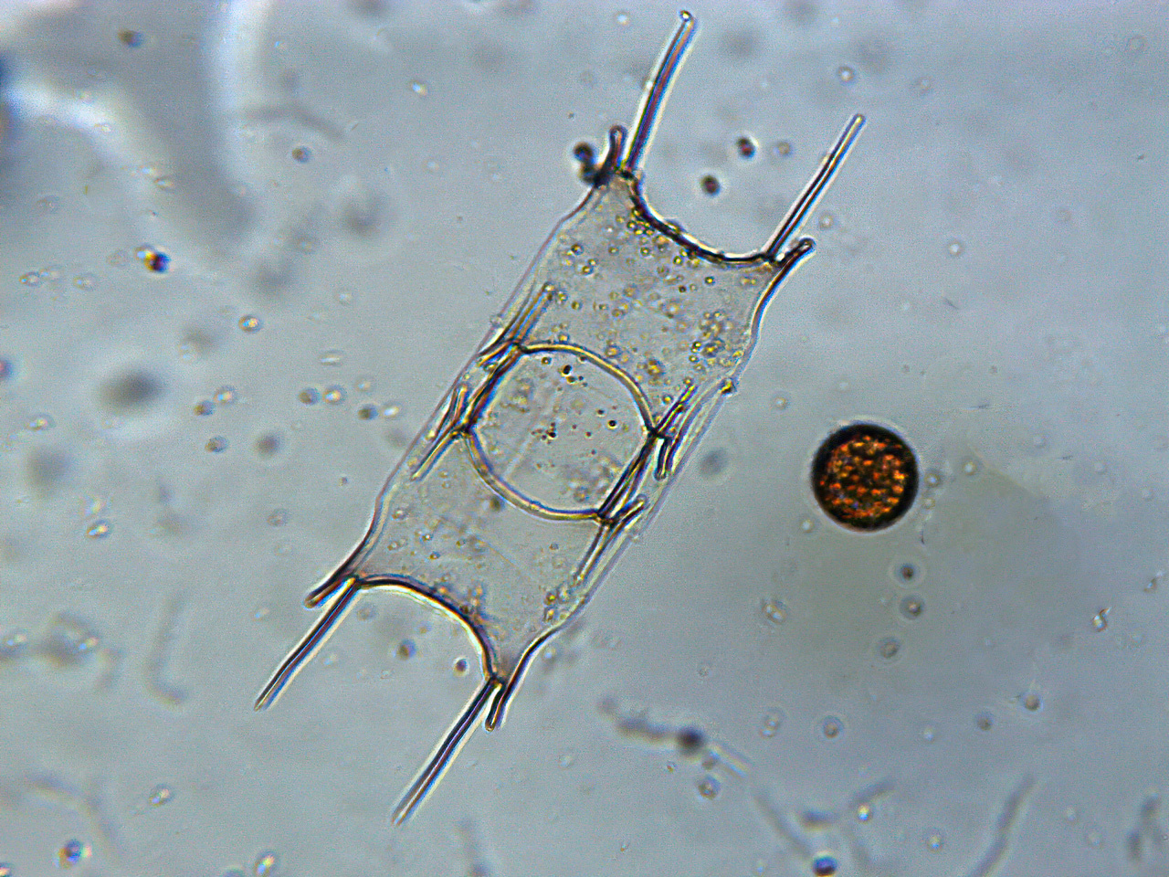 Biddulphia S.F.Gray, 1821