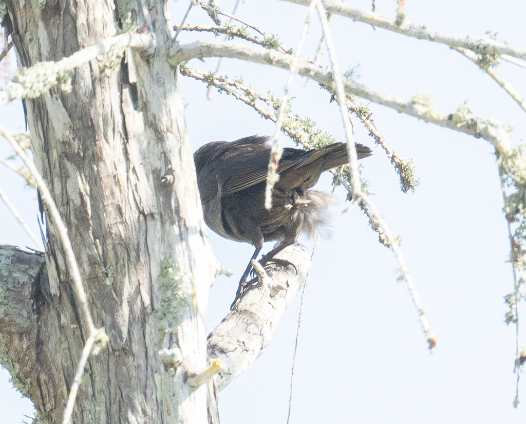 Brown-headed Cowbird from South Naples, FL, USA on March 27, 2023 at 08 ...