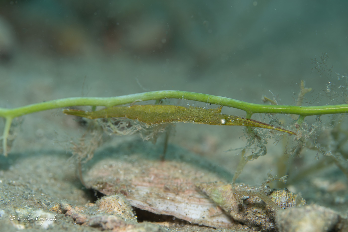 Tozeuma carolinense Kingsley, 1878