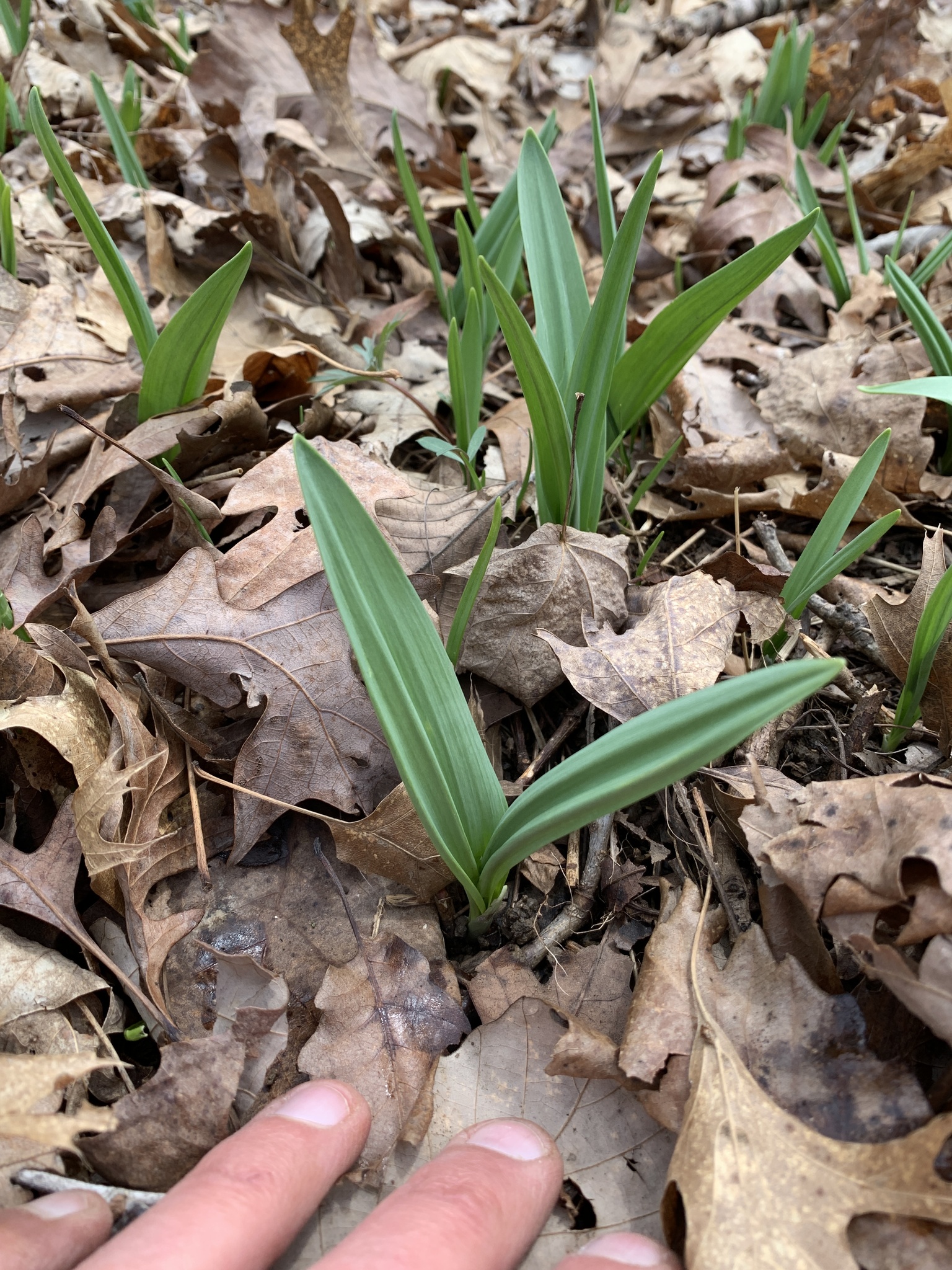 Allium tricoccum var. burdickii Hanes