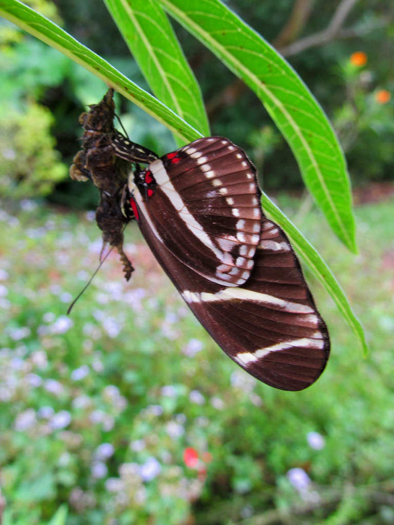 Zebra Longwing from Coral Gables, FL, USA on March 7, 2015 at 11:54 AM ...