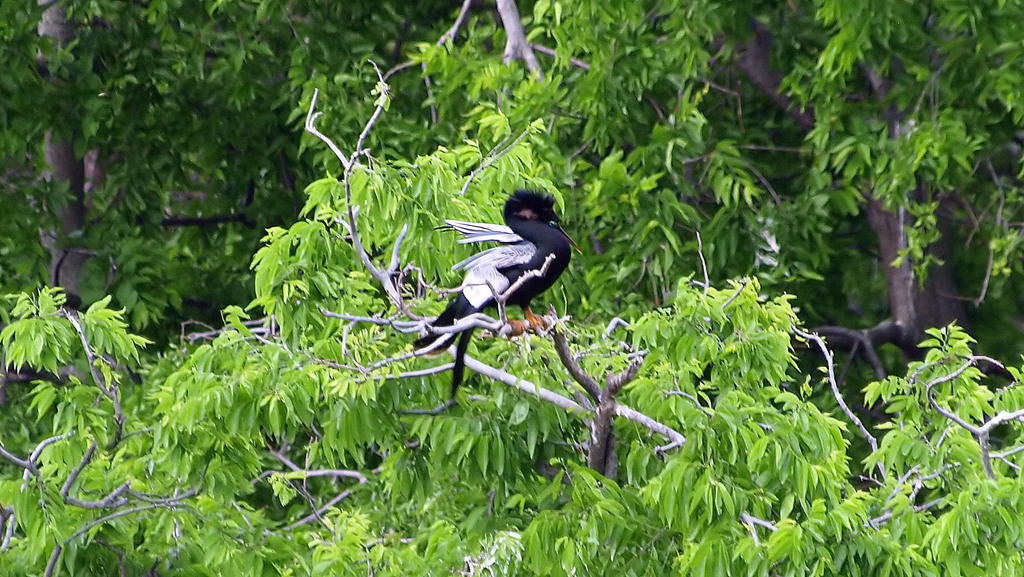 Anhinga from UTSW rookery Campus, Dallas, TX 75390, USA on April 14 ...