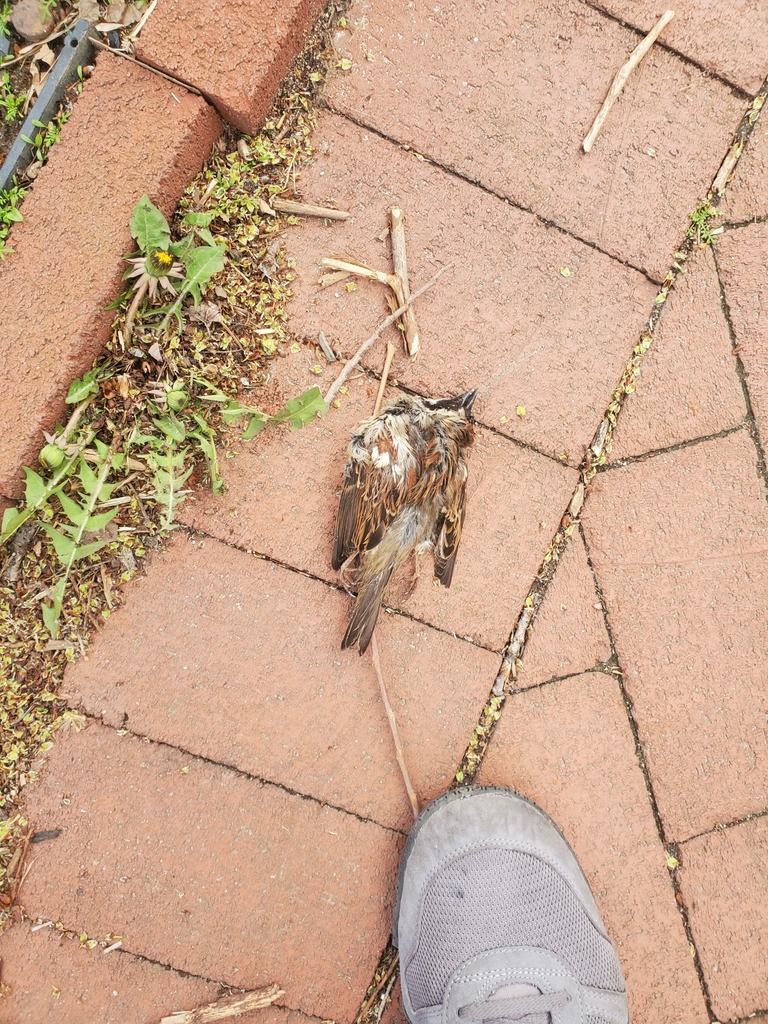 House Sparrow from Spruce Hill, Philadelphia, PA, USA on March 28, 2023 ...