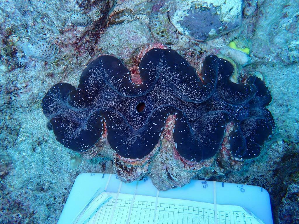 Fluted Giant Clam in July 2019 by Kirby Morejohn · iNaturalist
