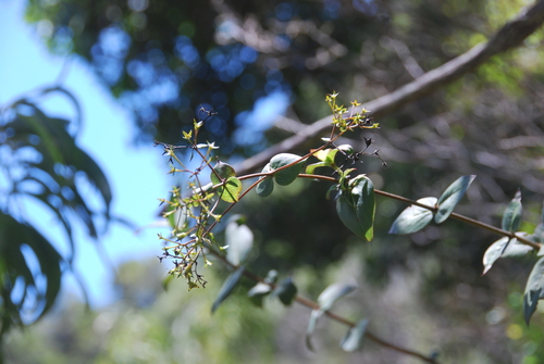 Subspecies Kadua cordata waimeae · iNaturalist