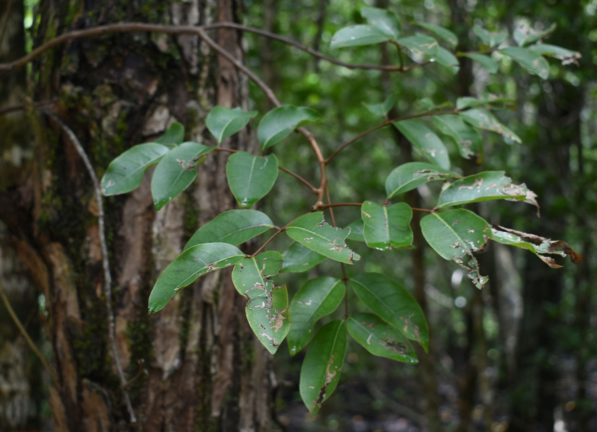Xylocarpus moluccensis (Lam.) M.Roem.