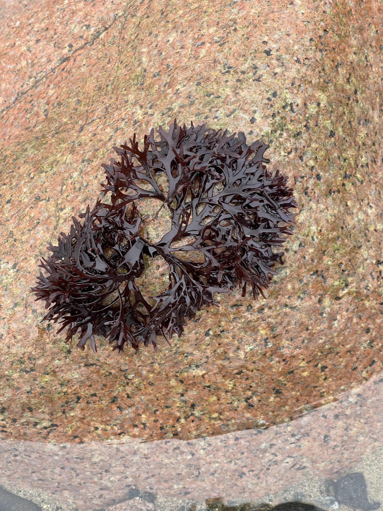 Chondrus crispus Stackhouse