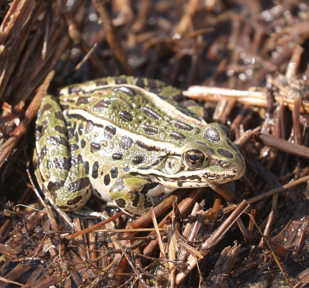Northern Leopard Frog from Oxford County, ON, Canada on March 28, 2023 ...