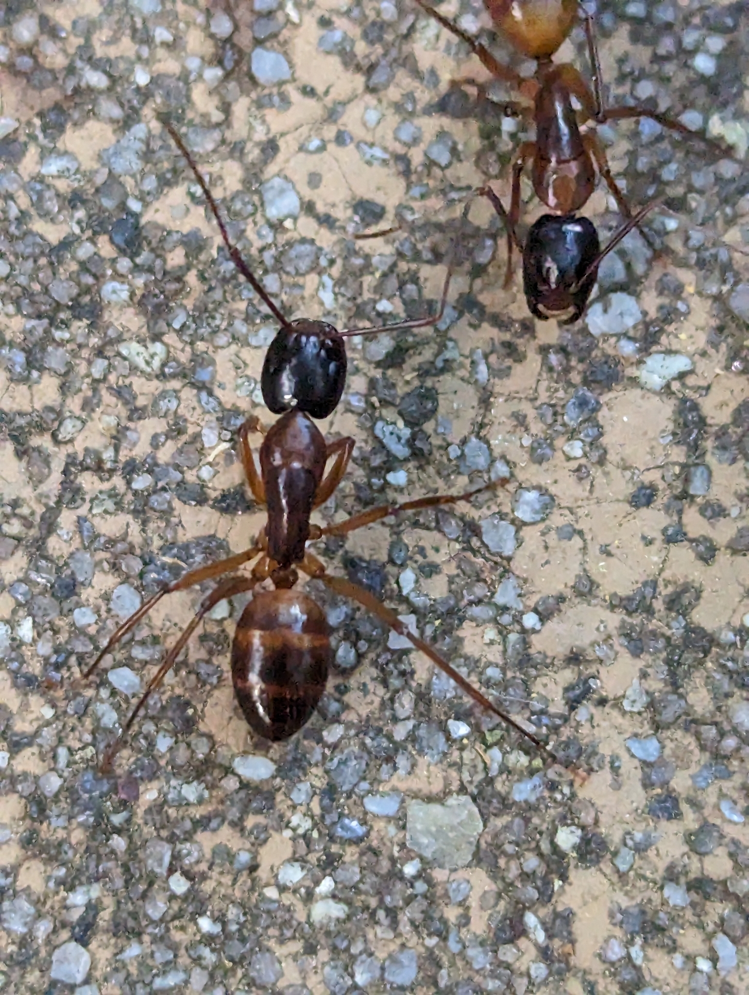 Camponotus americanus (Buckley, 1866)