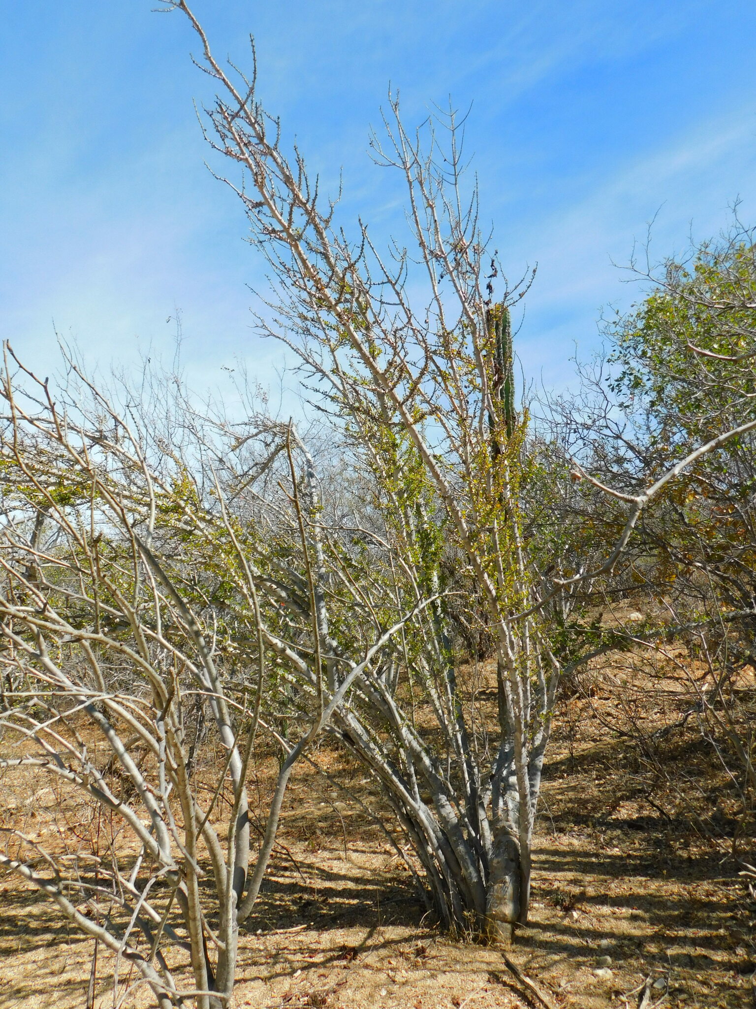 Randia obcordata S.Watson