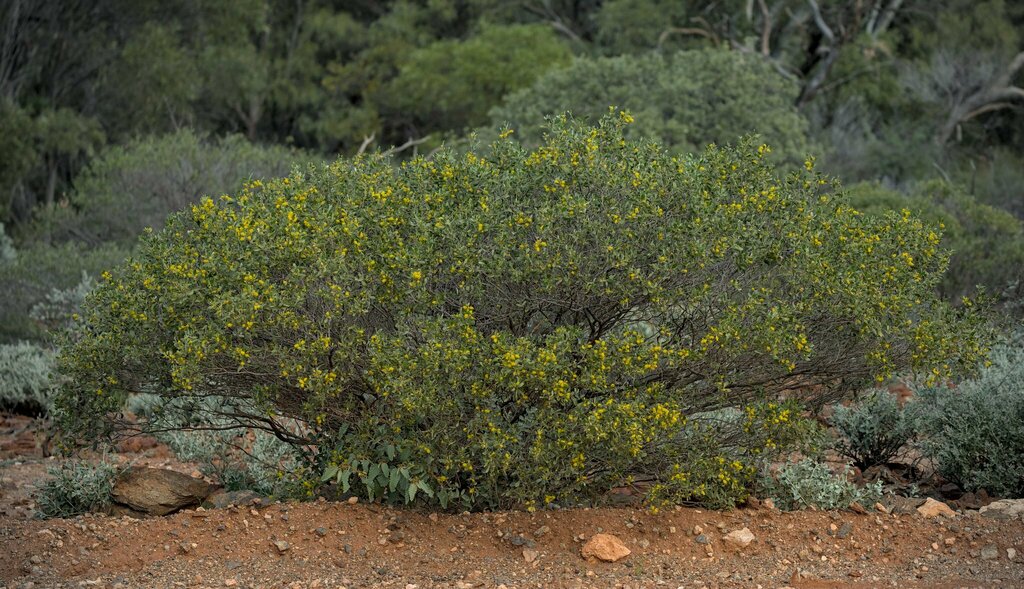 wattles from West Lyons River WA 6705, Australia on March 29, 2023 at ...