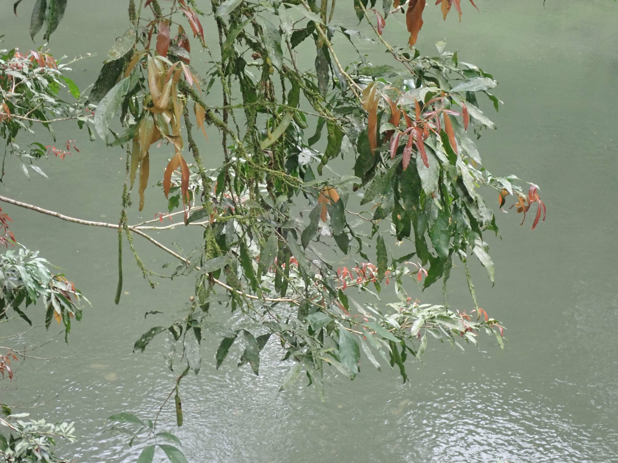 Zygia longifolia (Humb. & Bonpl. ex Willd.) Britton & Rose