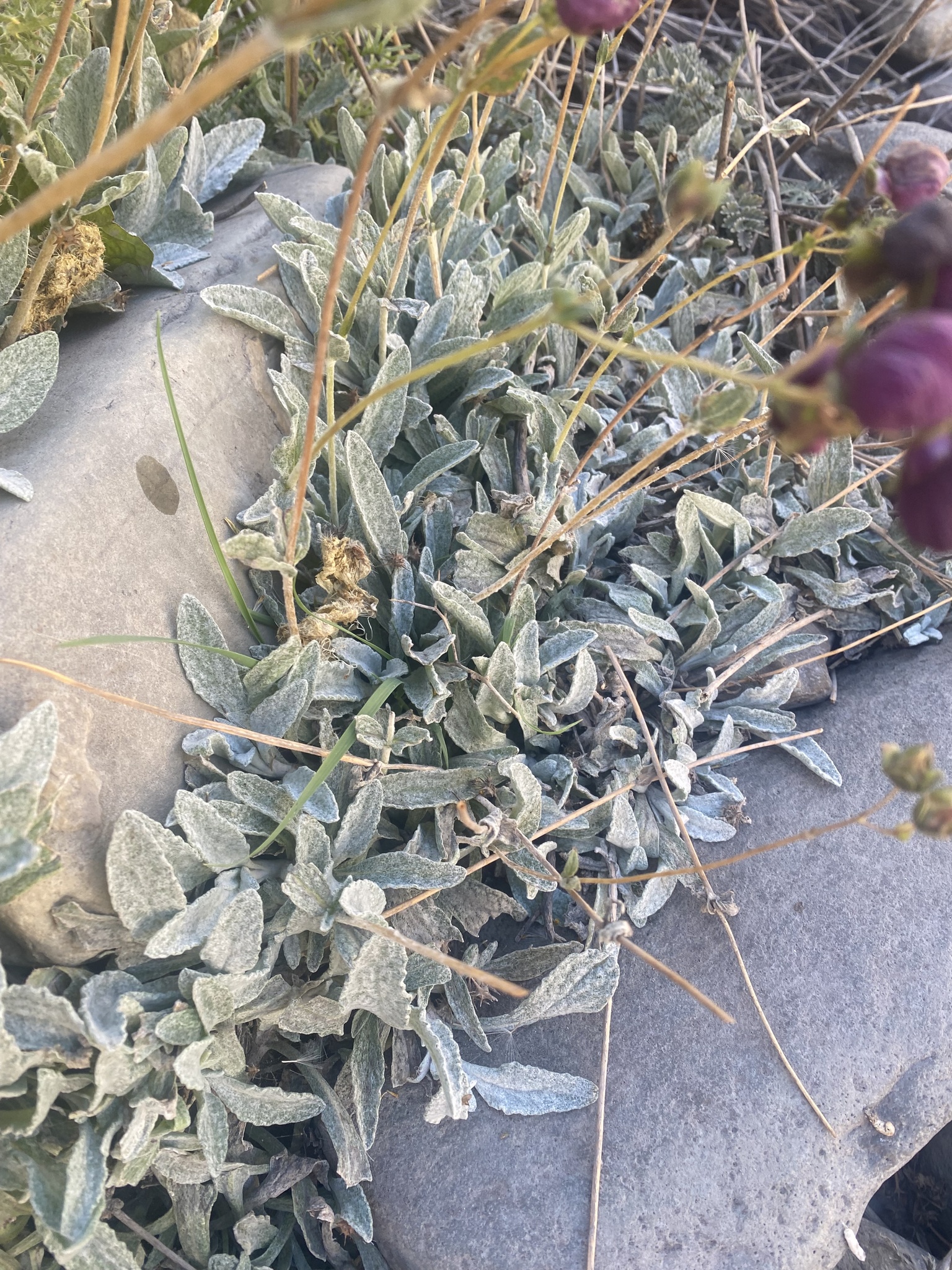 Calceolaria arachnoidea Graham
