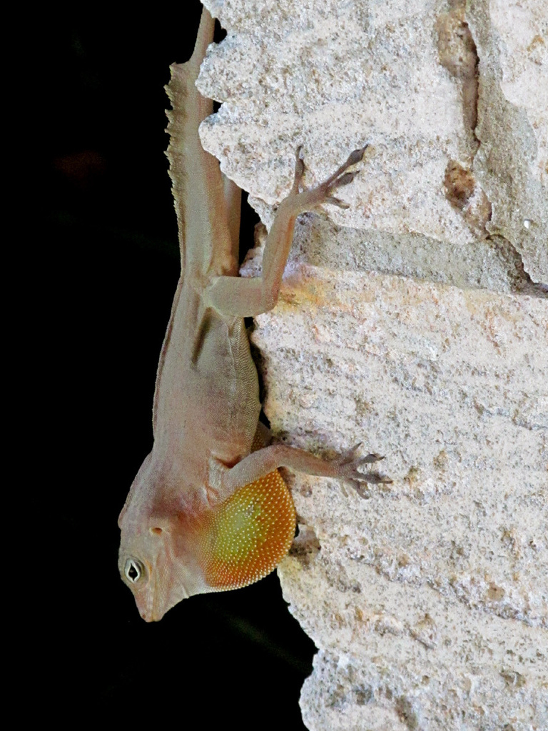Puerto Rican Crested Anole from Coral Gables, FL, USA on November 7 ...