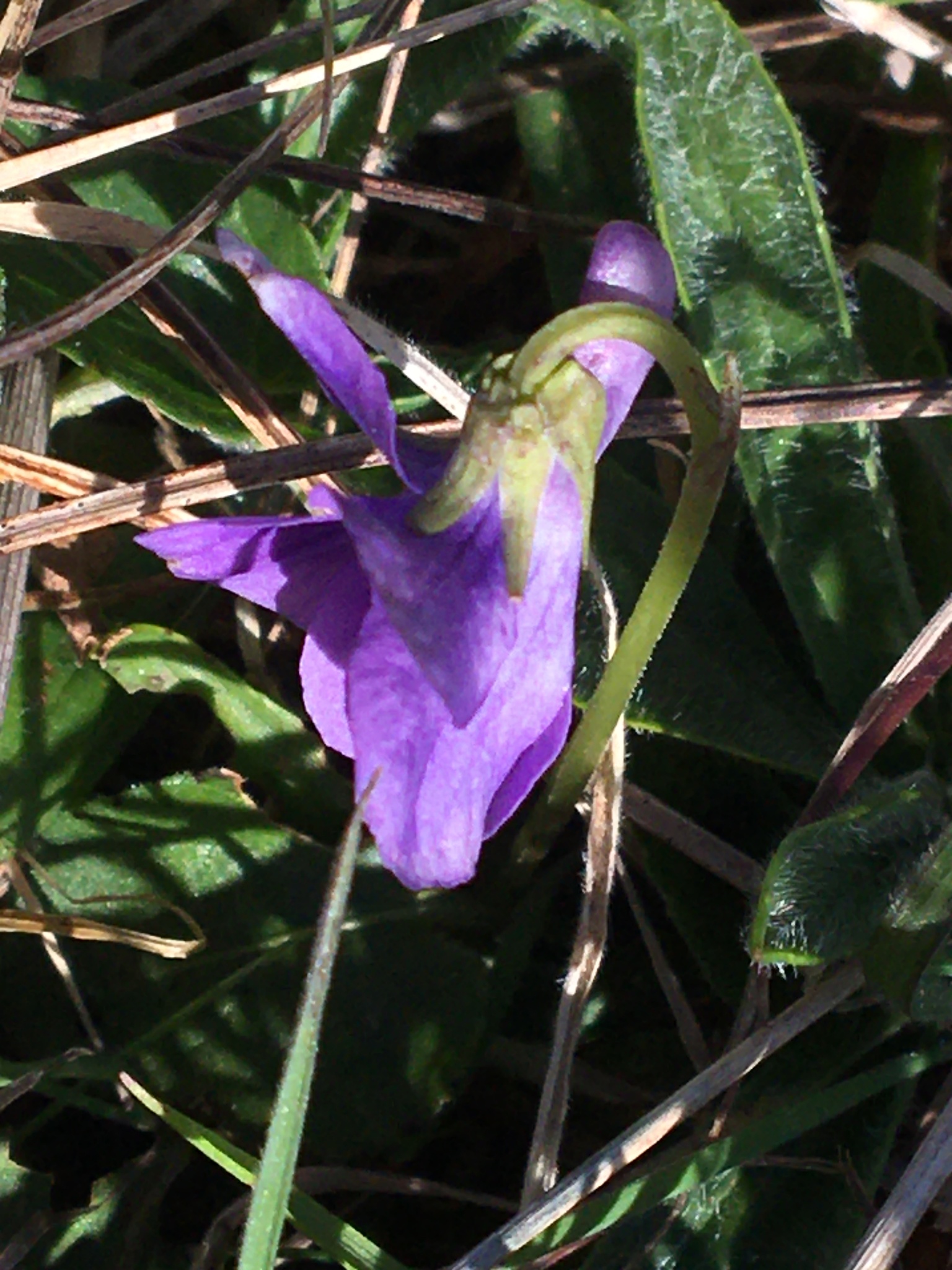 Viola adunca Sm.