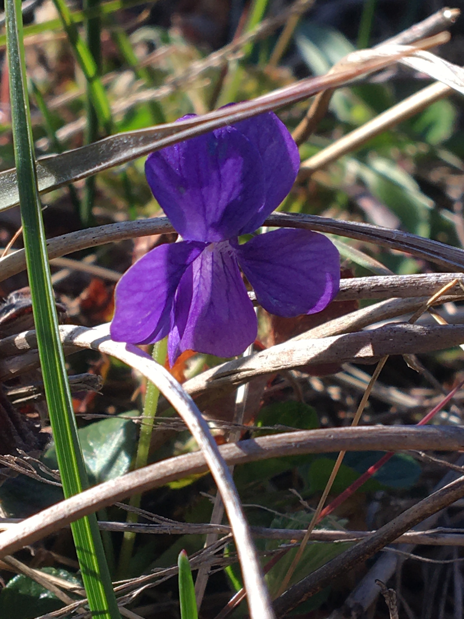 Viola adunca Sm.