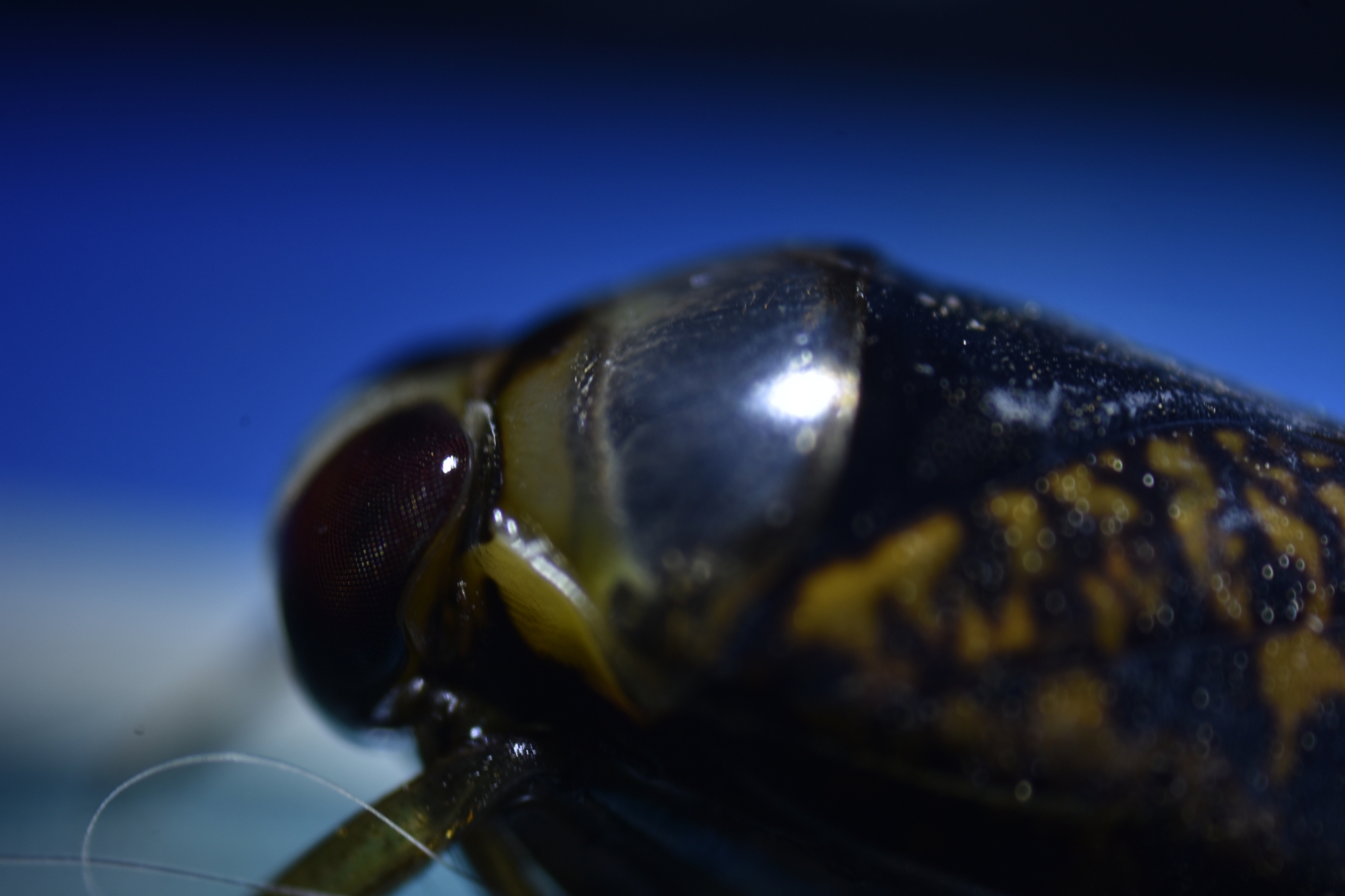 Notonecta irrorata Uhler, 1879