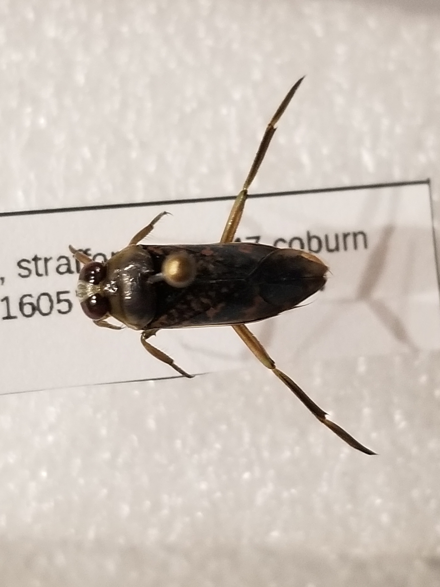 Notonecta irrorata Uhler, 1879