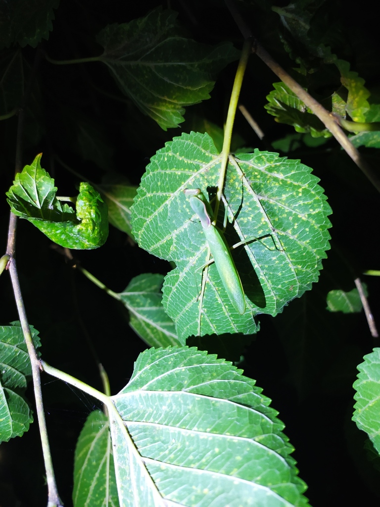 Giant Asian Mantis from 中国北京市怀柔区 on September 6, 2021 at 09:19 PM by ...