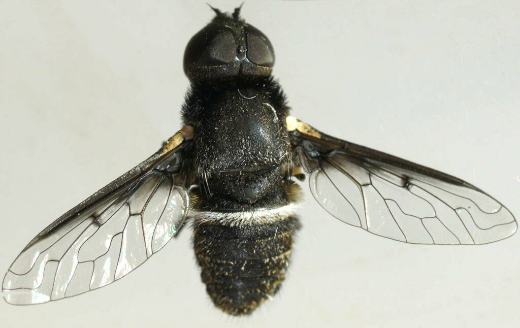 banded bee flies from Swan Reach Conservation Park, SA, AU on December ...
