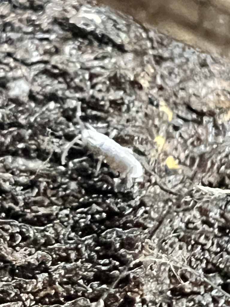 Pogonognathellus dubius from Happy Valley Rd, Sequim, WA, US on March ...