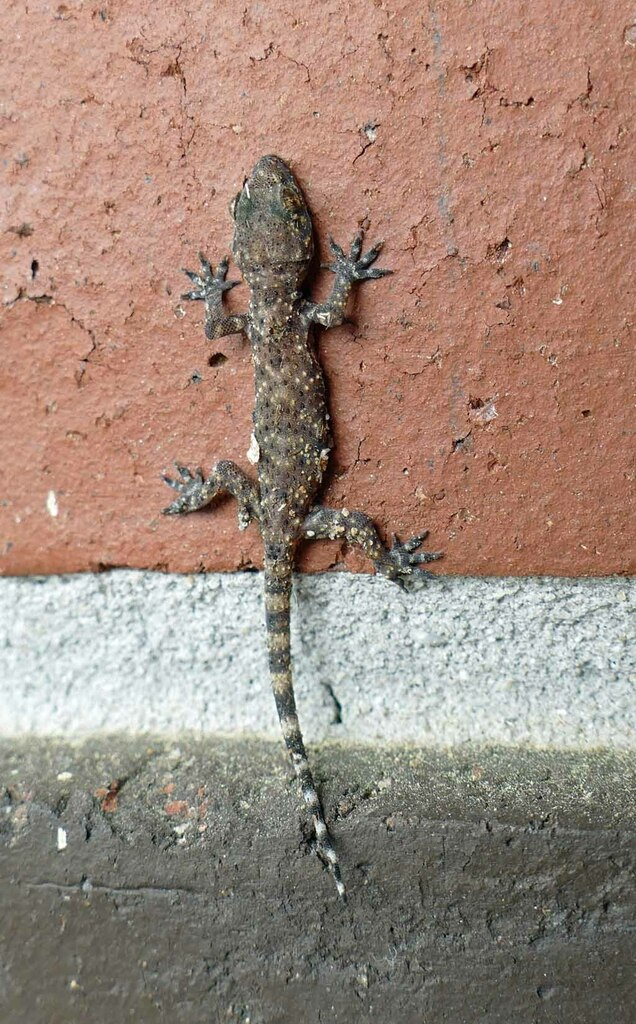 Mediterranean House Gecko from Laurens County, GA, USA on March 28 ...