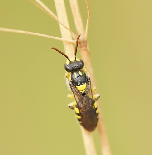 Callohesma geminata · iNaturalist