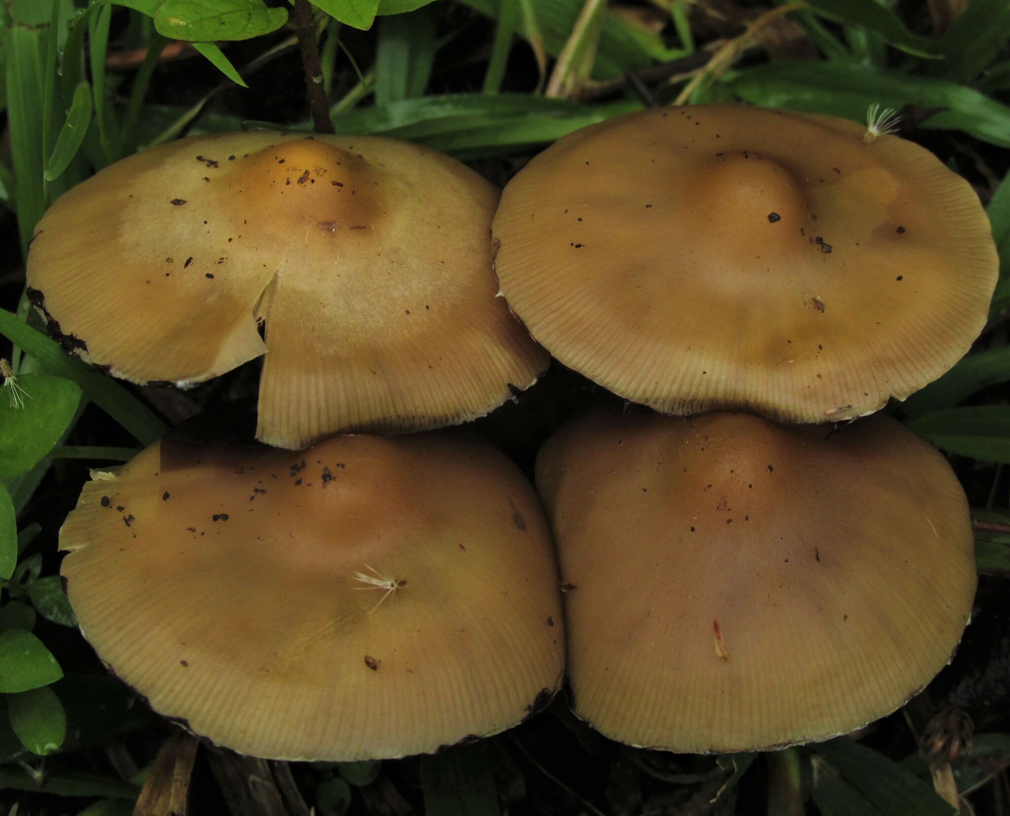 Psilocybe caerulescens Murrill