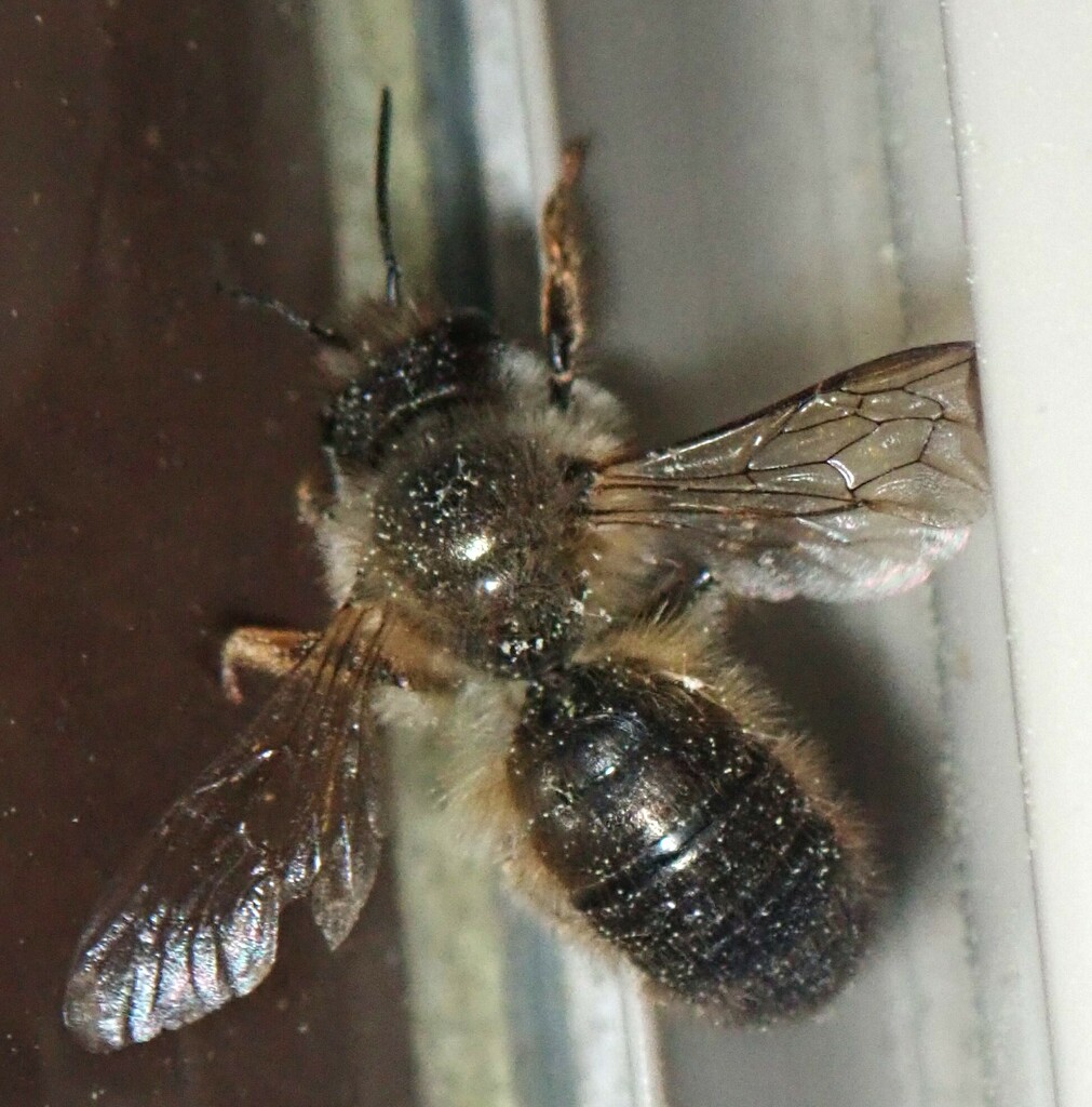 Taurus Mason Bee from Roylene Acres, Raleigh, NC 27606, USA on March 28 ...