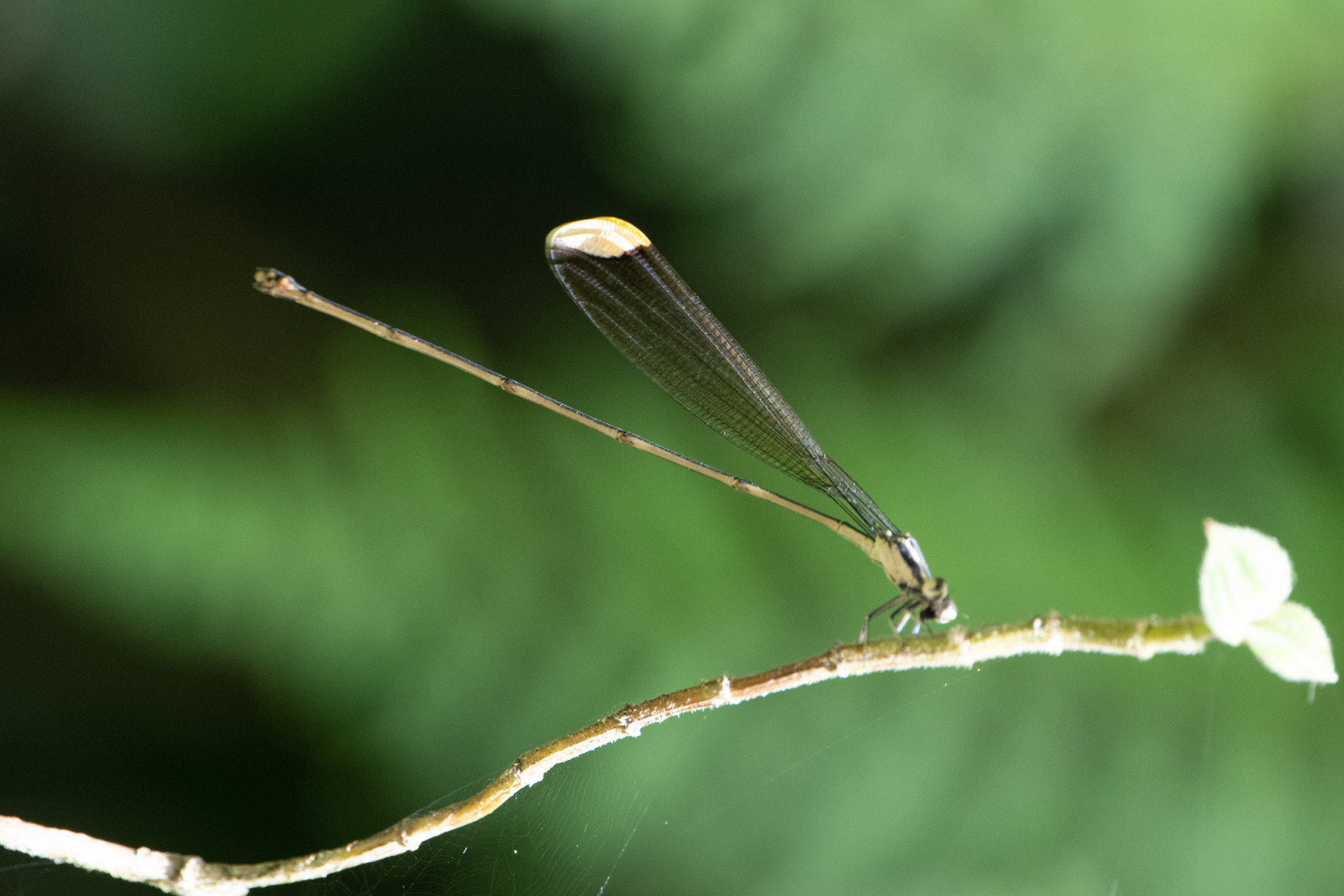 Mecistogaster ornata Rambur, 1842