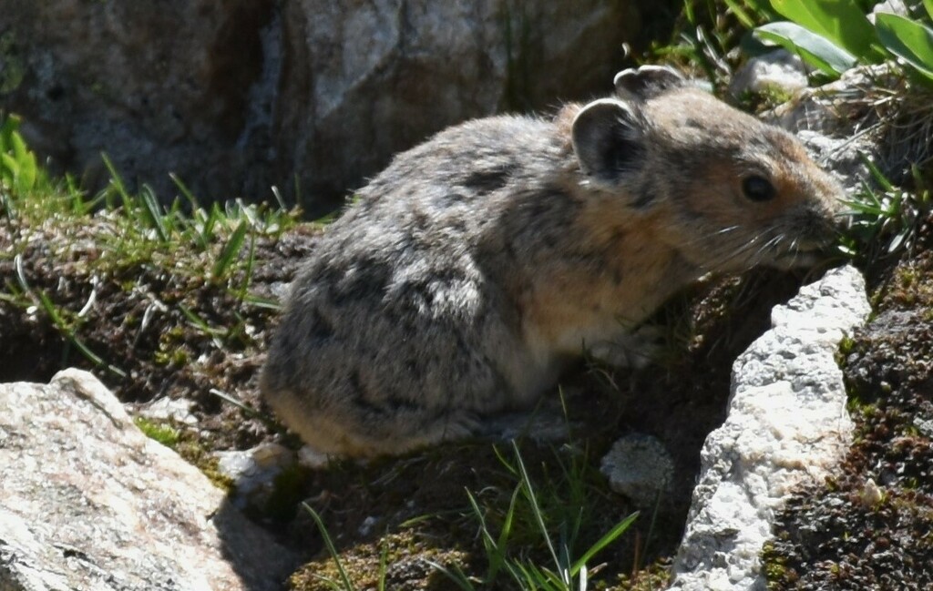 American Pika from Larimer County, CO, USA on July 10, 2021 at 03:25 PM ...