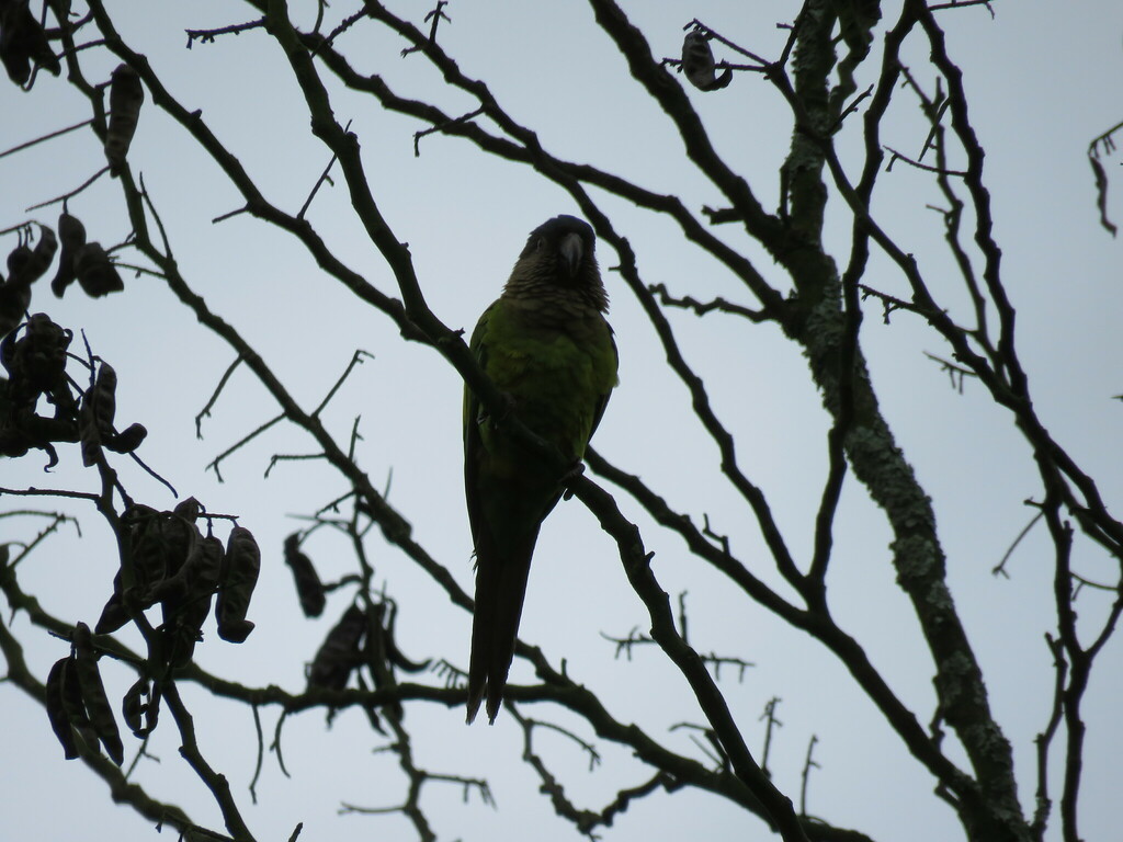 Brown-throated Parakeet from Suba, Bogotá, Bogota, Colombia on January ...