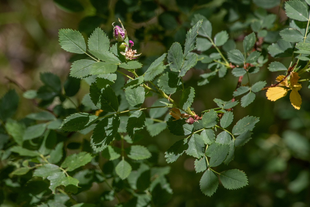 California Wild Rose from Los Angeles County, CA, USA on June 25, 2021 ...