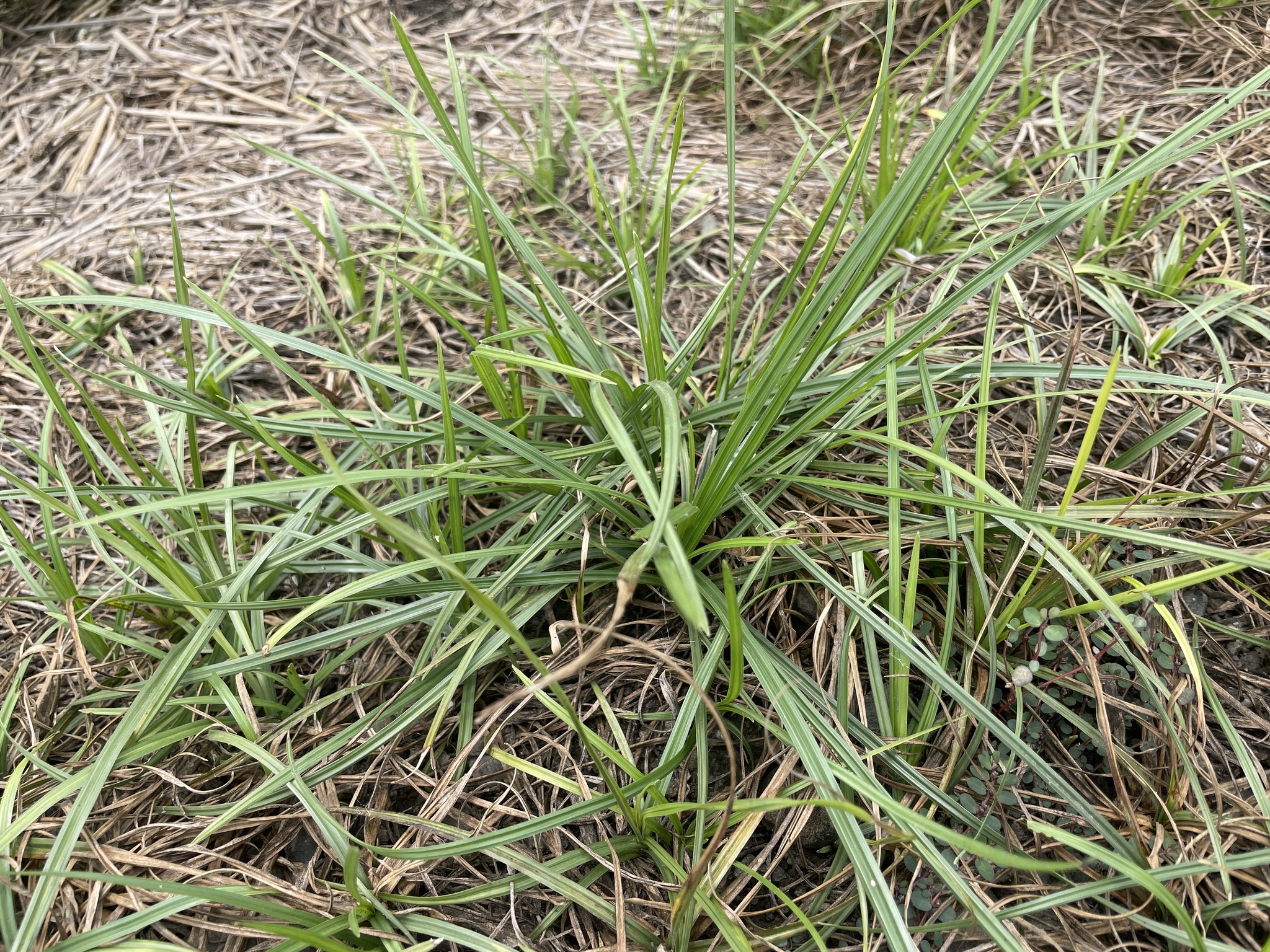 Cyperus rotundus L.