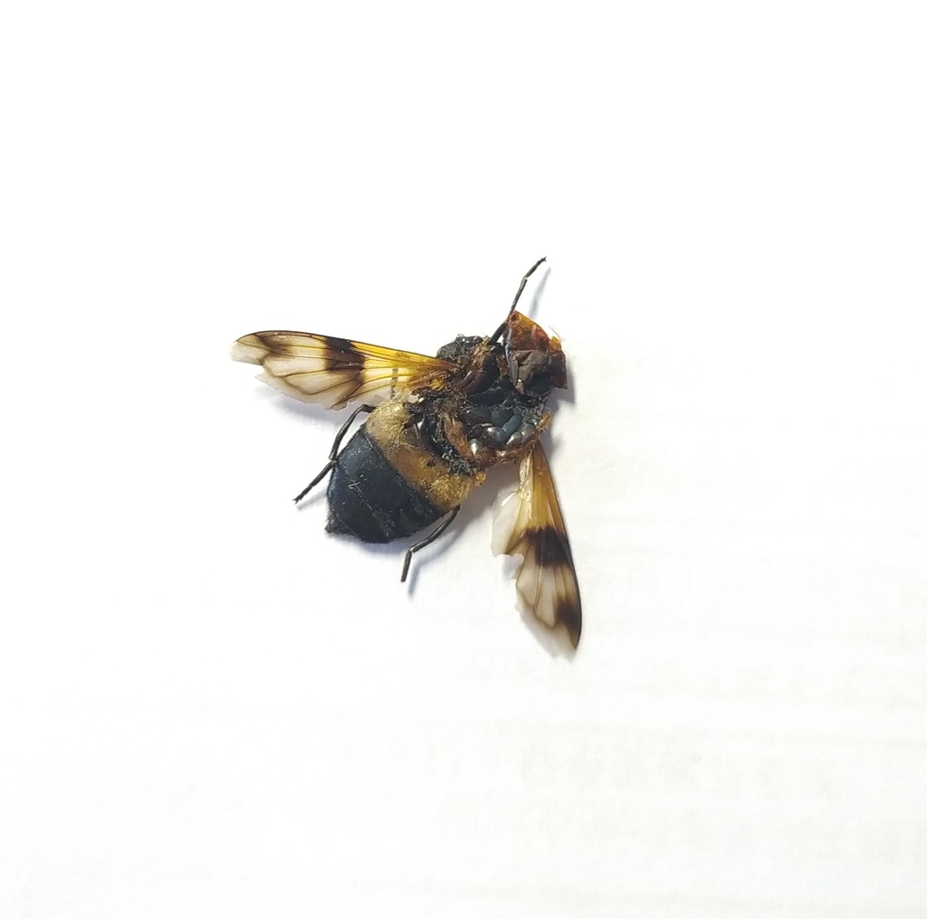 Volucella from 中国北京市怀柔区 on September 26, 2021 at 02:34 PM by Mushan ...