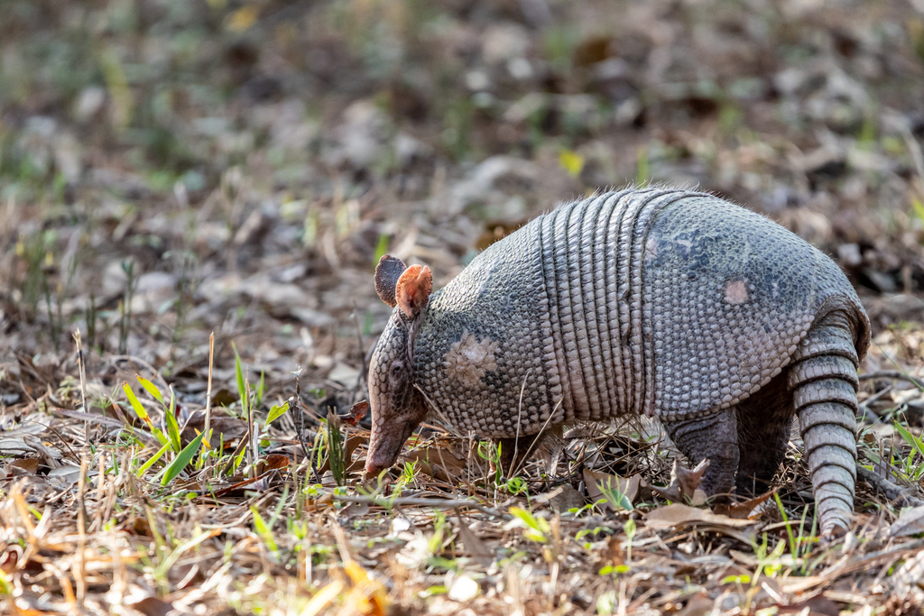 Nine-banded Armadillo from Beaufort County, SC, USA on February 25 ...