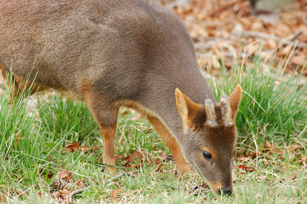 Southern Pudú (Pudu puda) - Know Your Mammals