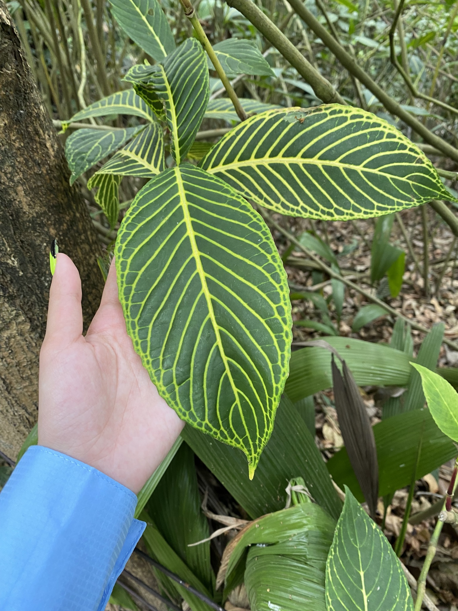 Sanchezia parvibracteata Sprague & Hutch.