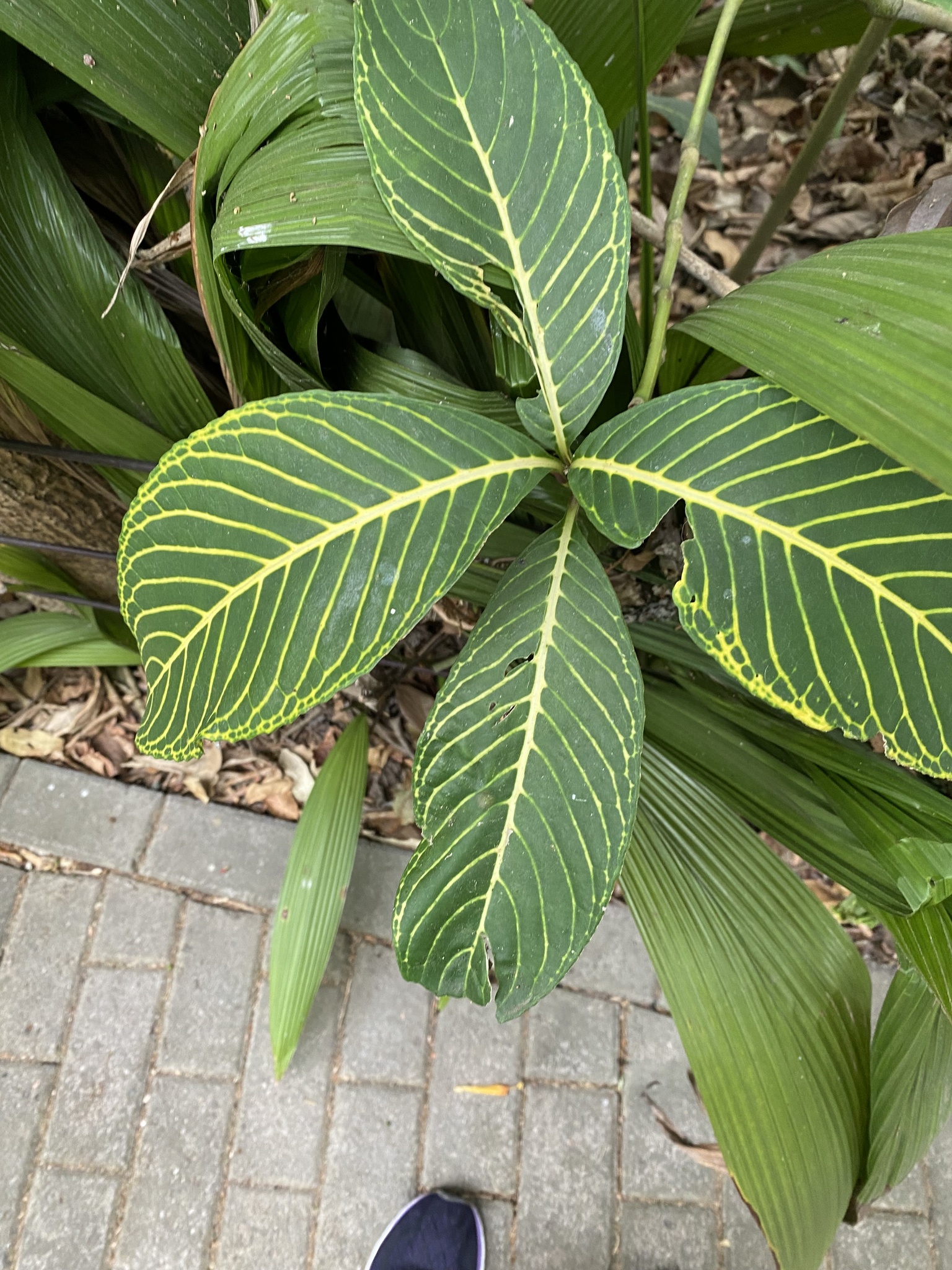 Sanchezia parvibracteata Sprague & Hutch.