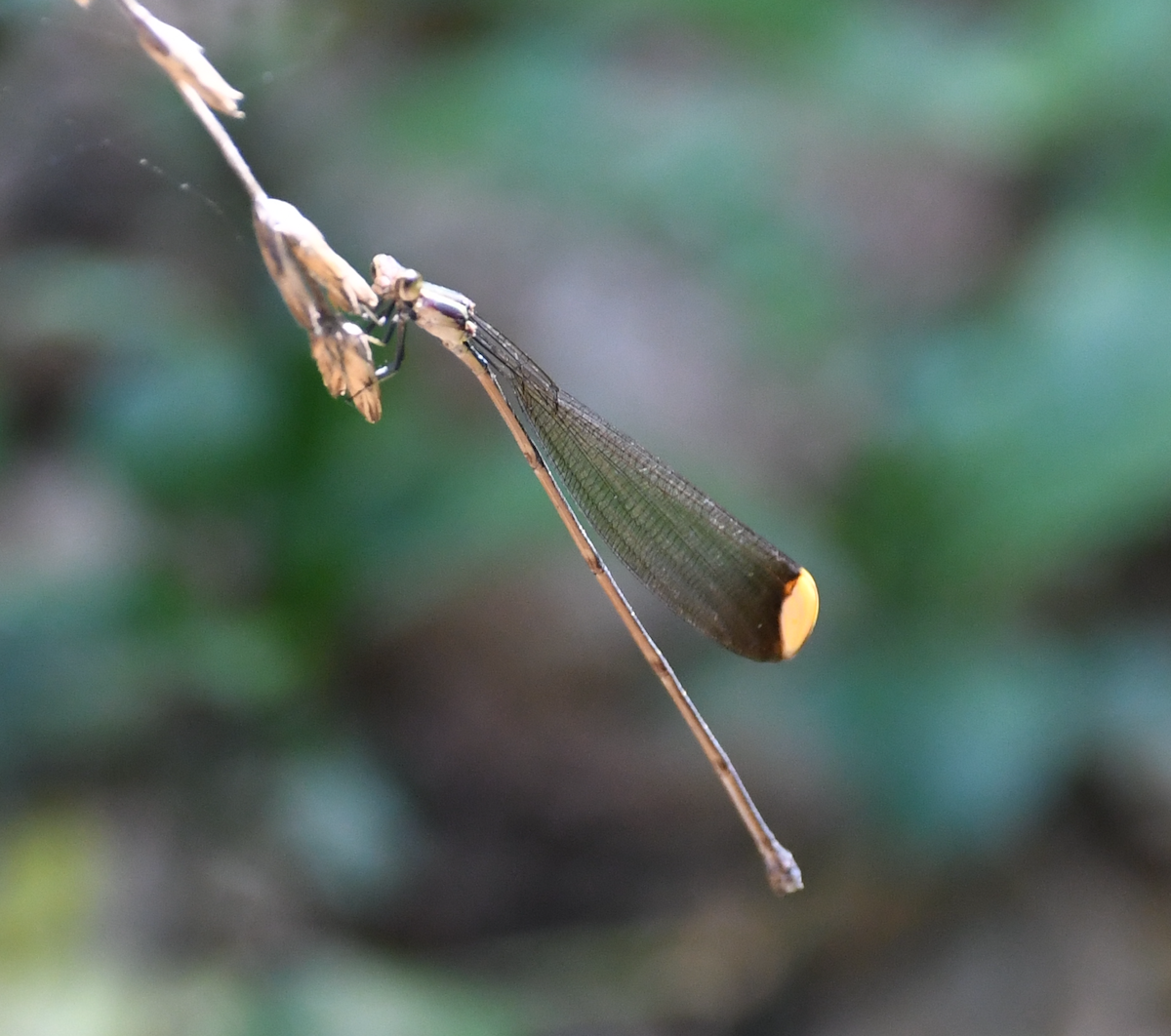 Mecistogaster ornata Rambur, 1842