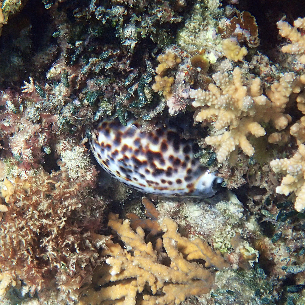 Tiger Cowry from Slaughter Bay, Kingston 2899, Norfolk Island on March ...