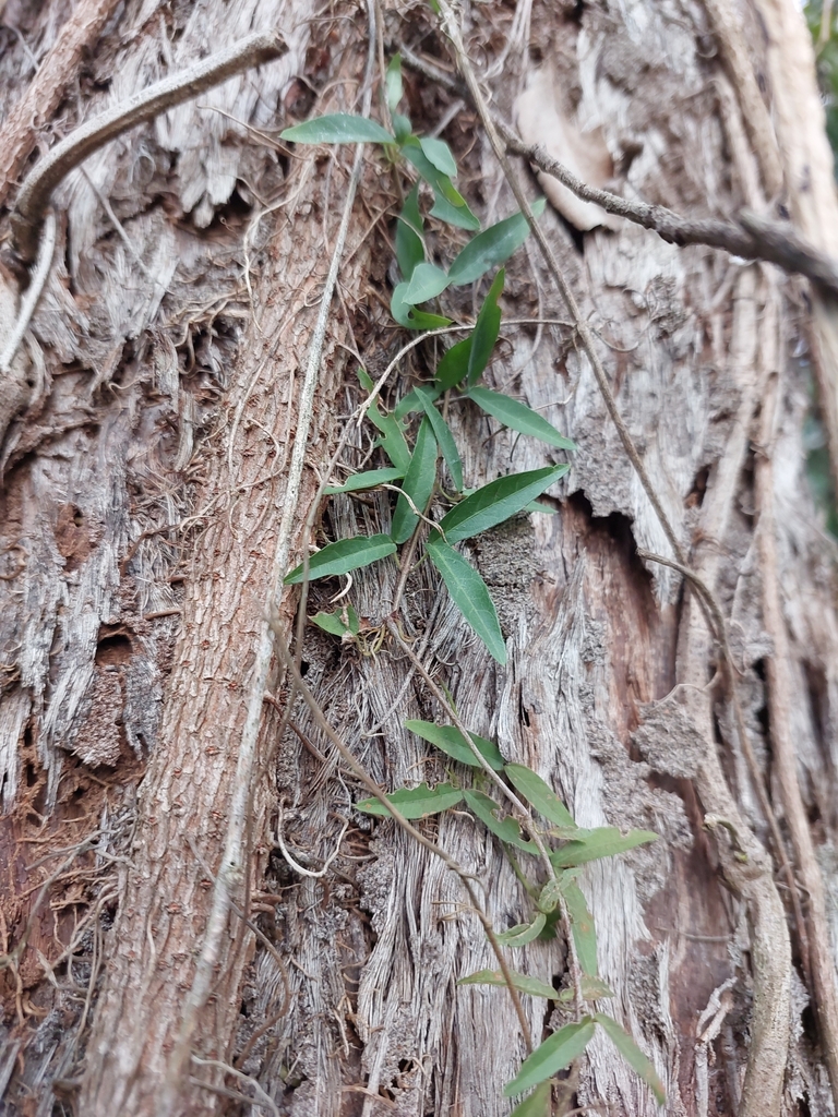 Catclaw vine from Bunya QLD 4055, Australia on March 26, 2023 by Jason ...