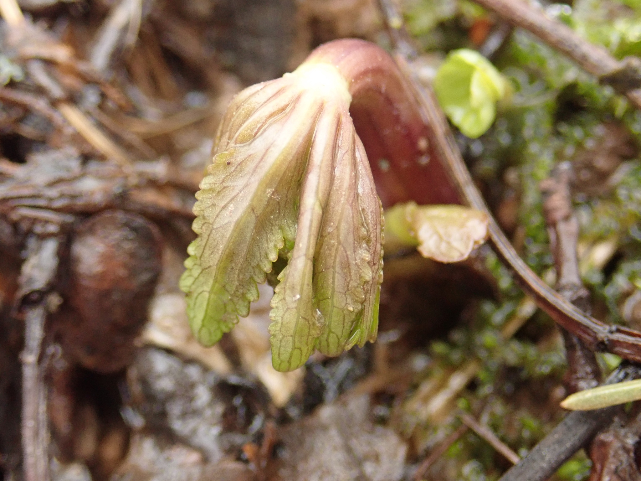 Trollius europaeus L.