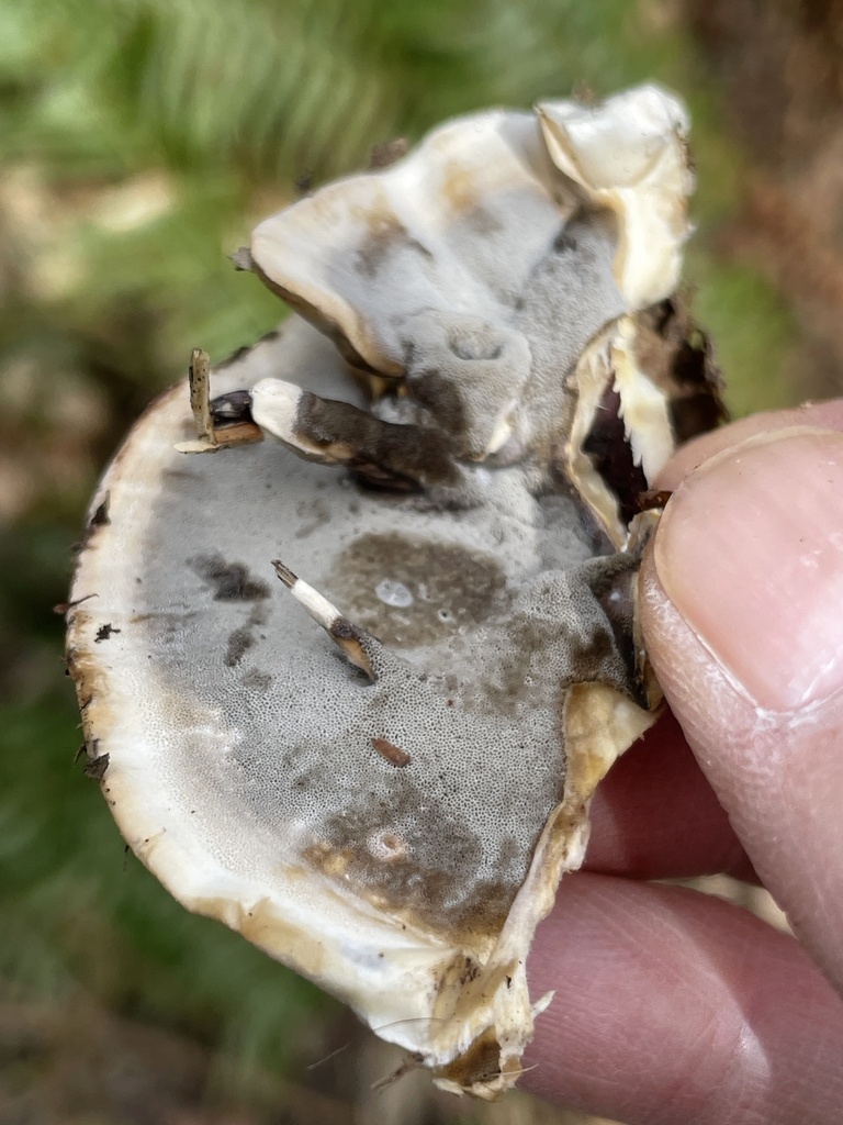 Smoky polypore from Nahane East NE, Tacoma, WA, US on March 28, 2023 at ...