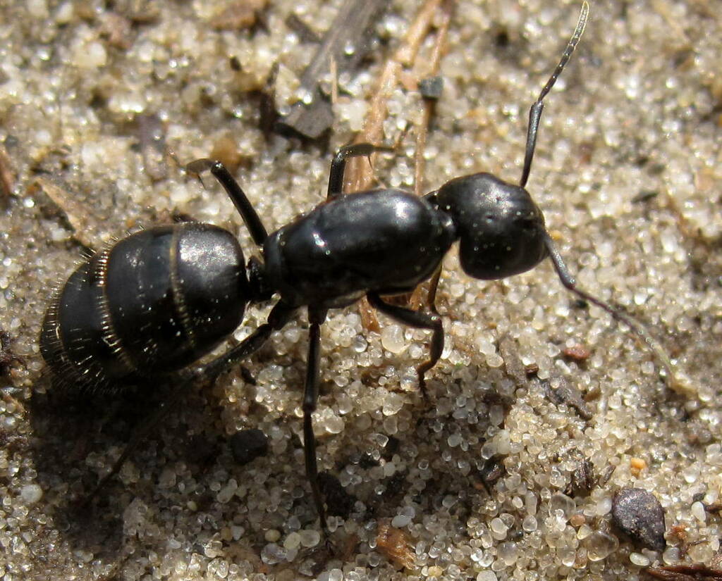 Hairy Carpenter Ant from Новостав, Рівненська область, Україна, 35378 ...