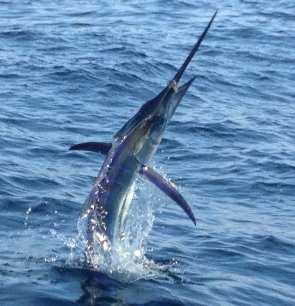Billfishes (Istiophoridae) - Marine Life Identification