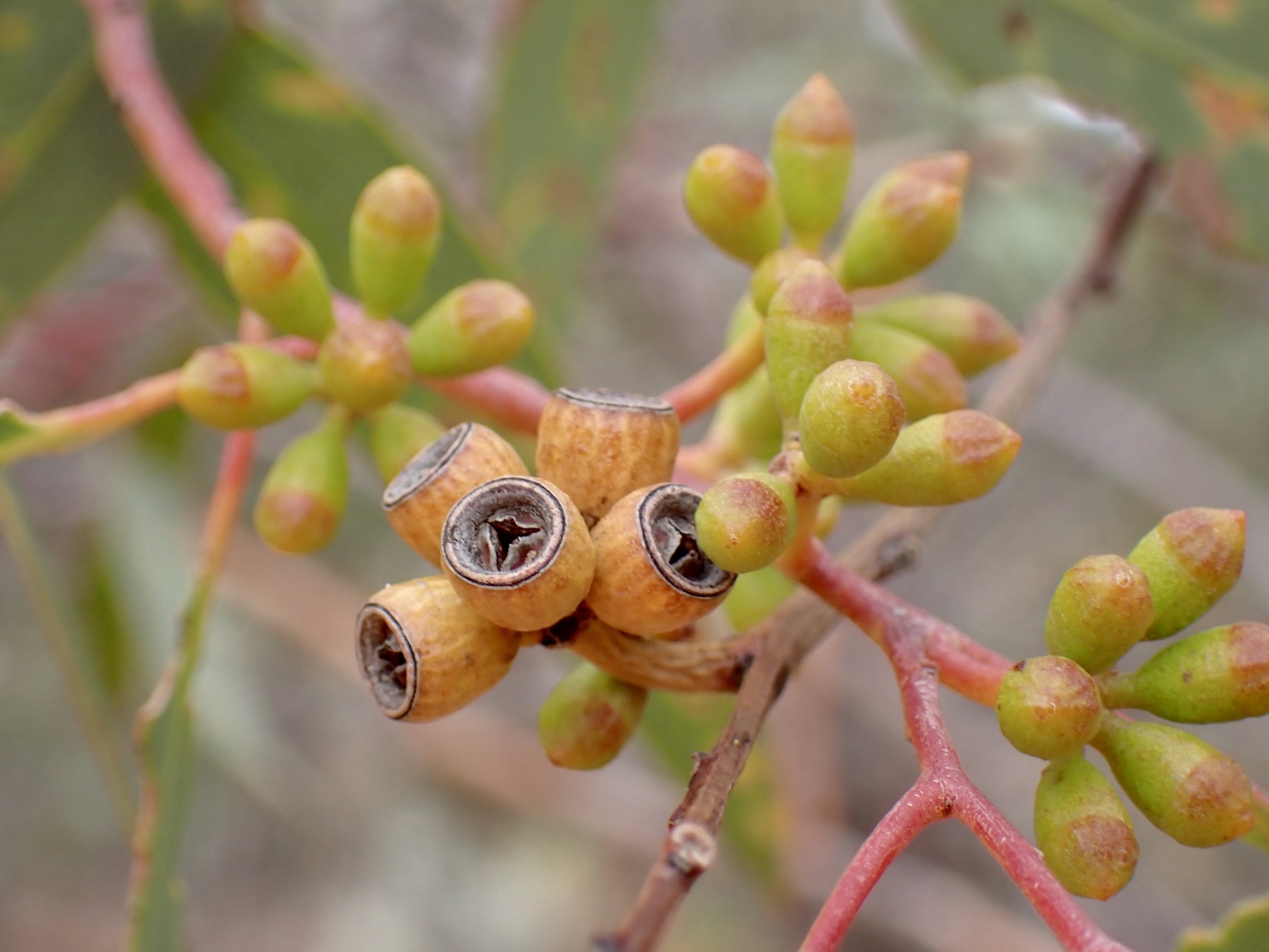 Eucalyptus dumosa A.Cunn. ex Oxley