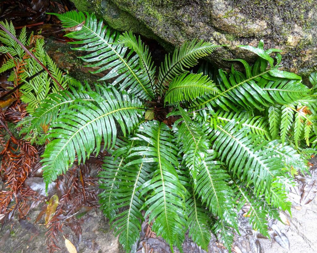 Fishbone water-fern from Blue Mountains Nat'l Park NSW 2787, Australia ...