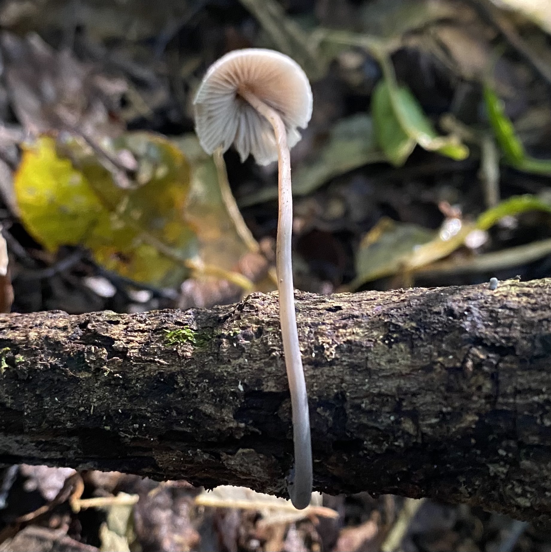 Mycena filopes (Bull.) P.Kumm.